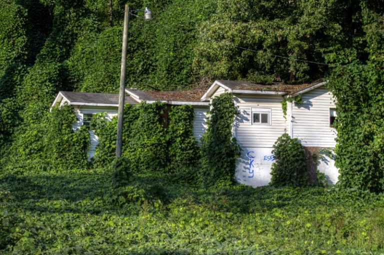 Kudzu Clearing – Invasive plant removal and control service